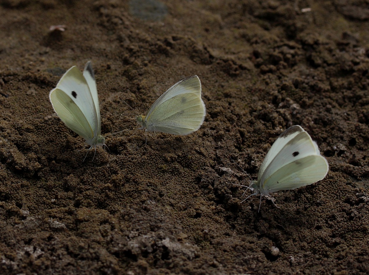 How To Make A Butterfly Puddler - Wanderlust Rachel